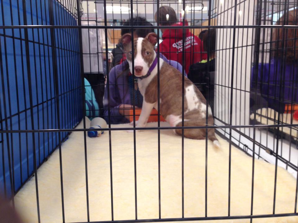 {Dallas} December Social Calendar – Galleria Dallas – GenPink